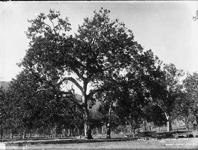 What Was The Forbidden Fruit? The Tree Of Knowledge Of Good And Evil ...