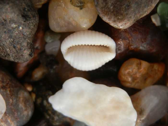 Where to Find Cowrie Shells - HubPages
