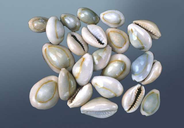 Where to Find Cowrie Shells - HubPages