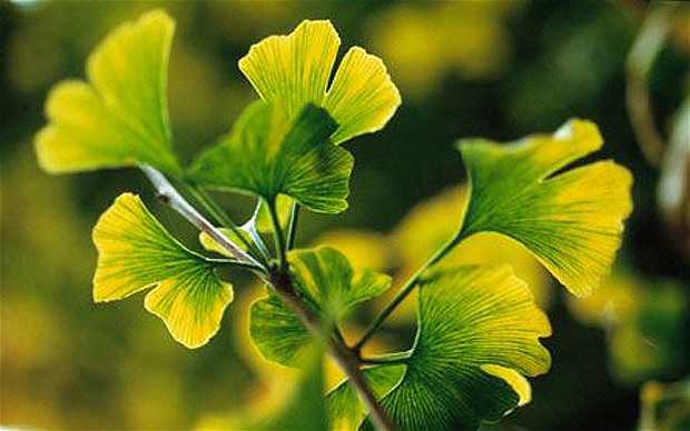 Benefits and Dangers of Ginkgo biloba - HubPages