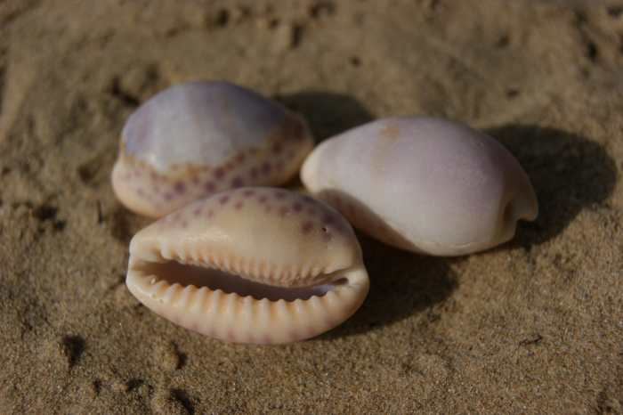 The Cowrie Shell in World and African History - HubPages