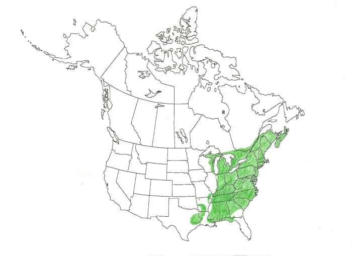 Identifying 13 Common Native Michigan Trees; Featuring Autumn Colors ...