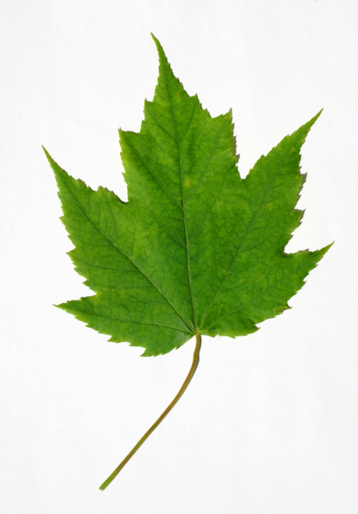 Maple trees in michigan types - feetdude