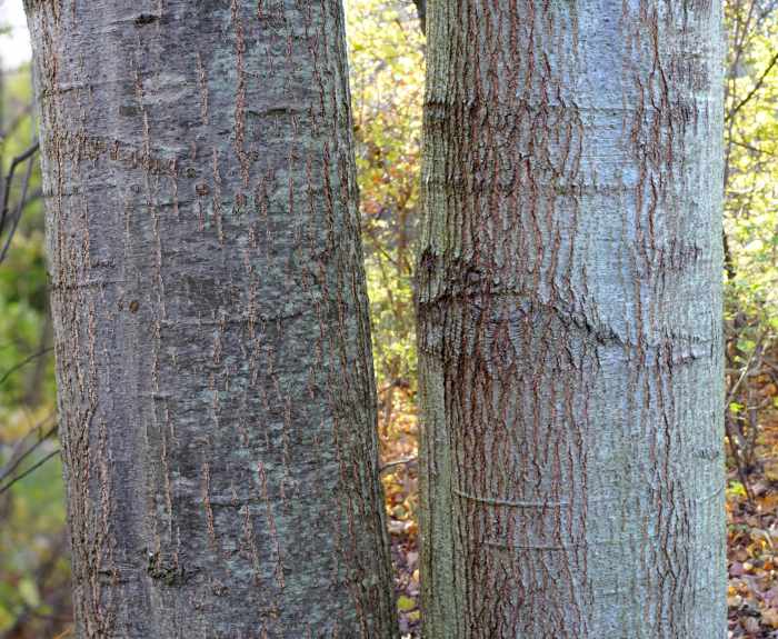 Identifying 13 Common Native Michigan Trees; Featuring Autumn Colors ...
