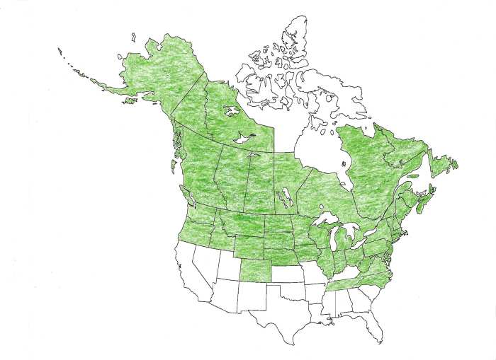 Identifying 13 Common Native Michigan Trees; Featuring Autumn Colors ...