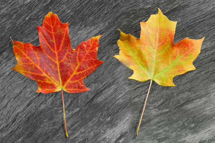 Identifying 13 Common Native Michigan Trees; Featuring Autumn Colors ...