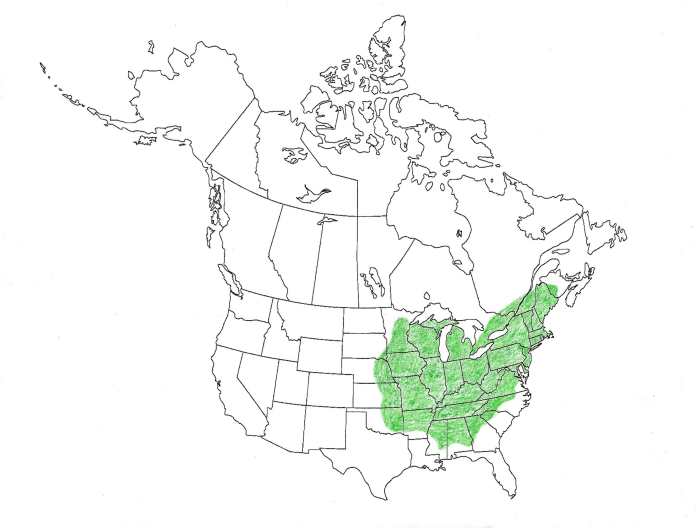 Identifying 13 Common Native Michigan Trees; Featuring Autumn Colors ...