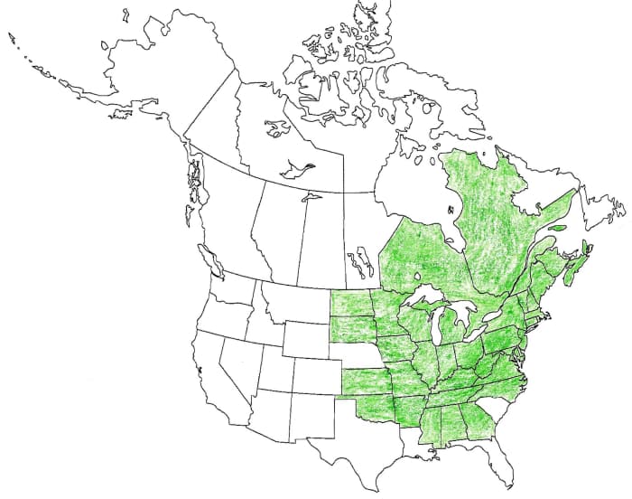 Identifying 13 Common Native Michigan Trees; Featuring Autumn Colors ...