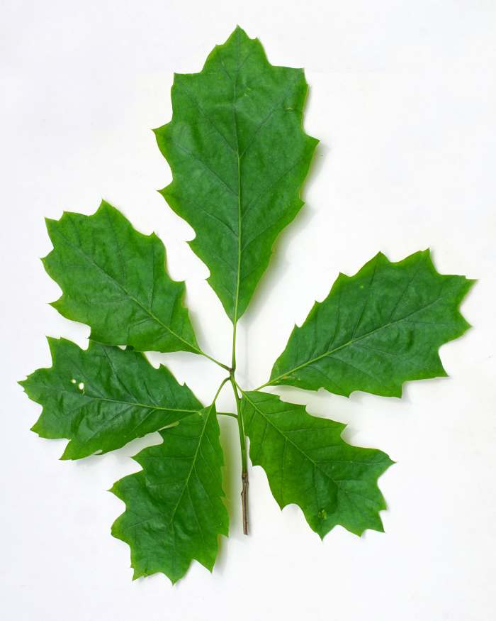 Identifying 13 Common Native Michigan Trees; Featuring Autumn Colors ...