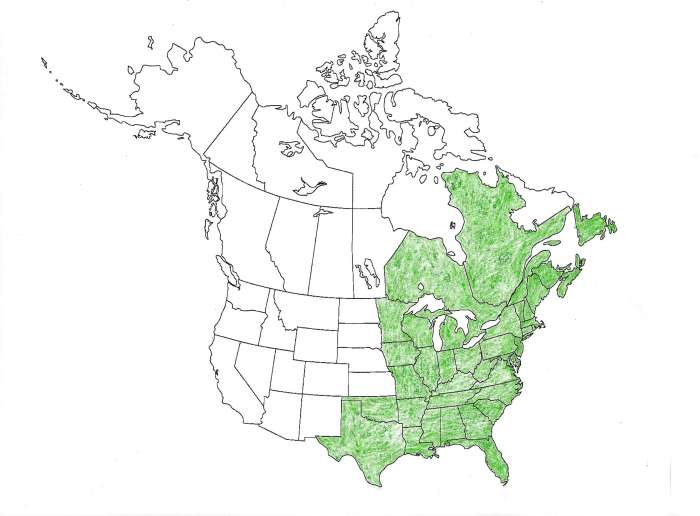 Identifying 13 Common Native Michigan Trees; Featuring Autumn Colors ...