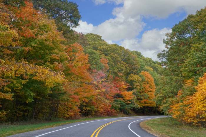 Identifying 13 Common Native Michigan Trees; Featuring Autumn Colors ...