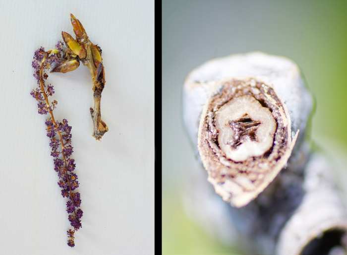 Identifying 13 Common Native Michigan Trees; Featuring Autumn Colors ...