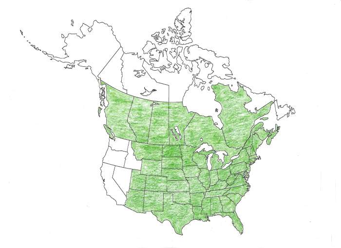 Identifying 13 Common Native Michigan Trees; Featuring Autumn Colors ...