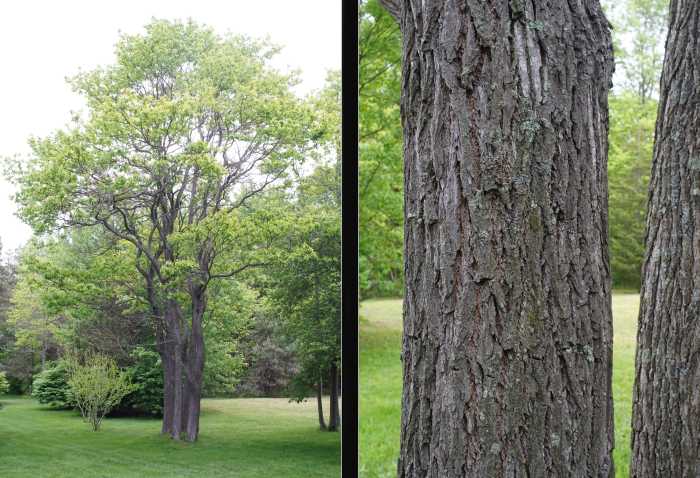 Identifying 13 Common Native Michigan Trees; Featuring Autumn Colors ...