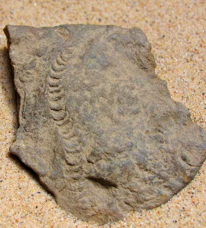 The Bravest Little Millipede's Historical Landing - HubPages