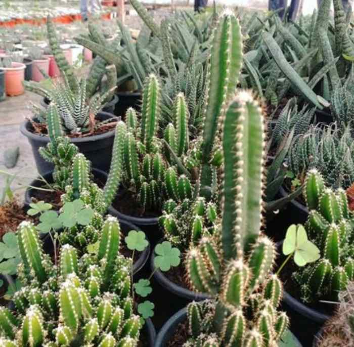 How Cacti Help You Learn to Be Grounded in Life, a Poem - HubPages