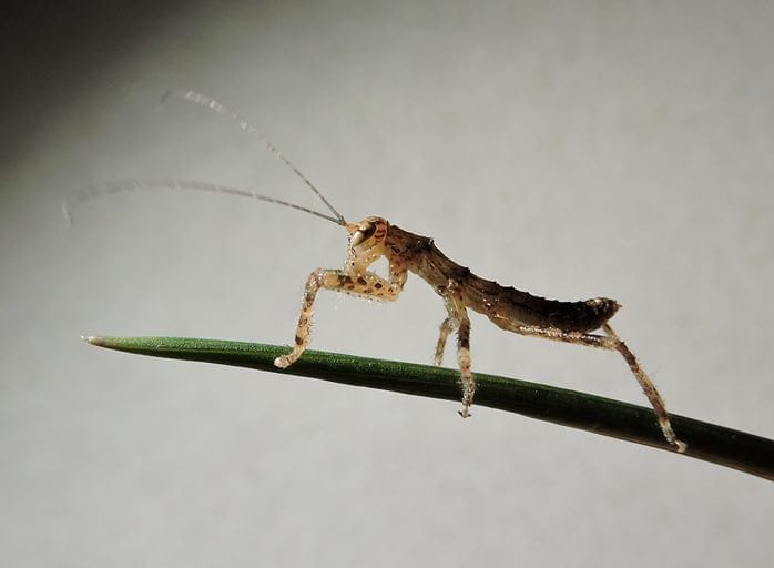 Prehistoric Animals That Are Still Alive Today - HubPages