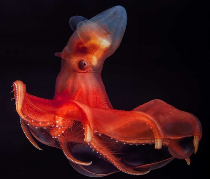 Prehistoric Animals That Are Still Alive Today - HubPages