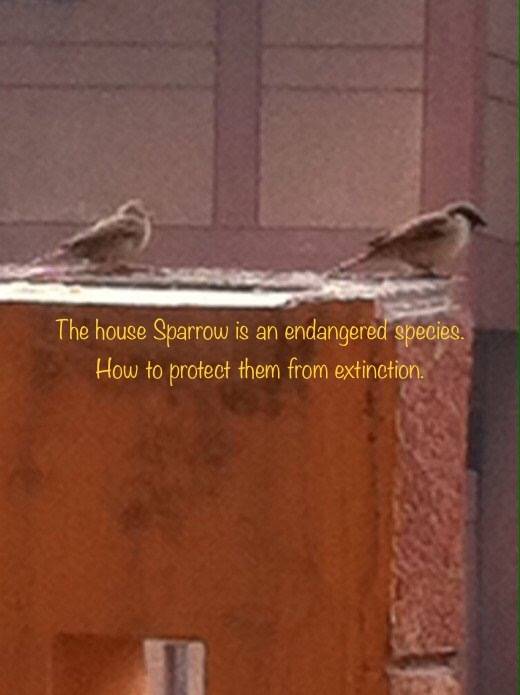 The House Sparrow—The Endangered Bird - HubPages