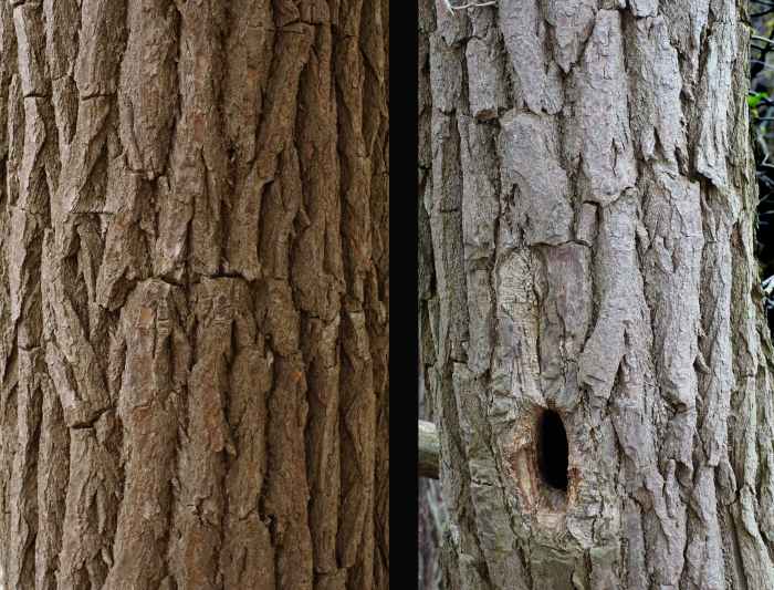 Identifying 13 Common Native Michigan Trees; Featuring Autumn Colors ...