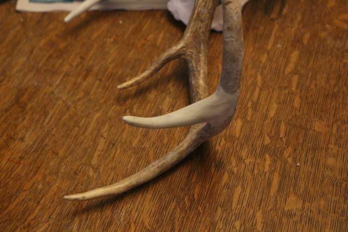 How to Repair Broken Antler Tines - HubPages