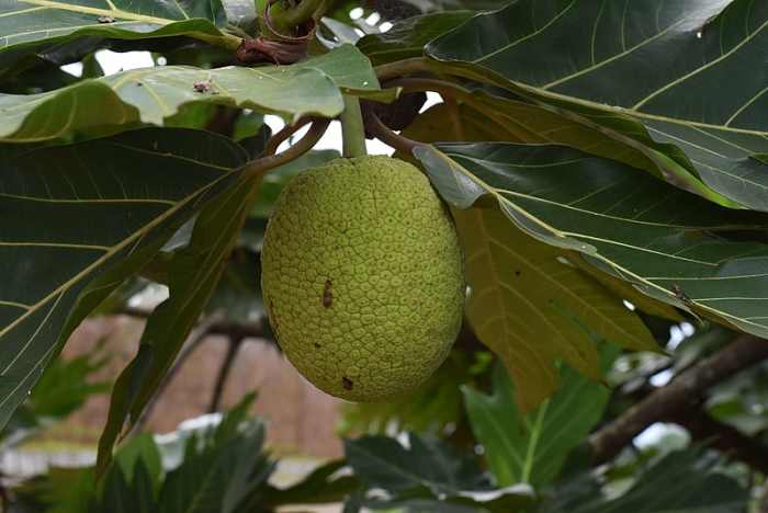 Breadfruit and Breadnut: Nutritional Facts - HubPages