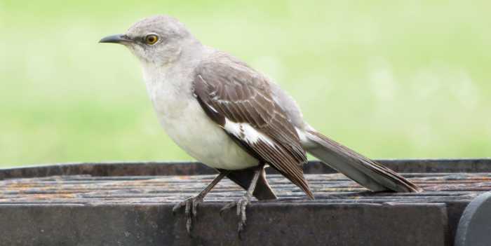 Learn About Northern Mockingbirds: Their Excellent Mimicry of Sounds ...