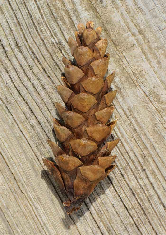 5 Most Common Pines Trees of Michigan - HubPages