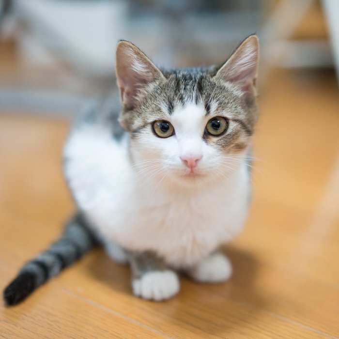 400-cute-food-names-for-cats-pethelpful-by-fellow-animal-lovers