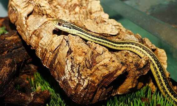 Top 5 Beginner Snakes - HubPages