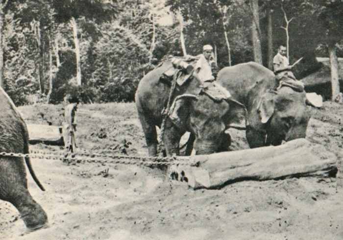 Lieutenant Colonel James Howard Williams and His Elephant Corps in ...