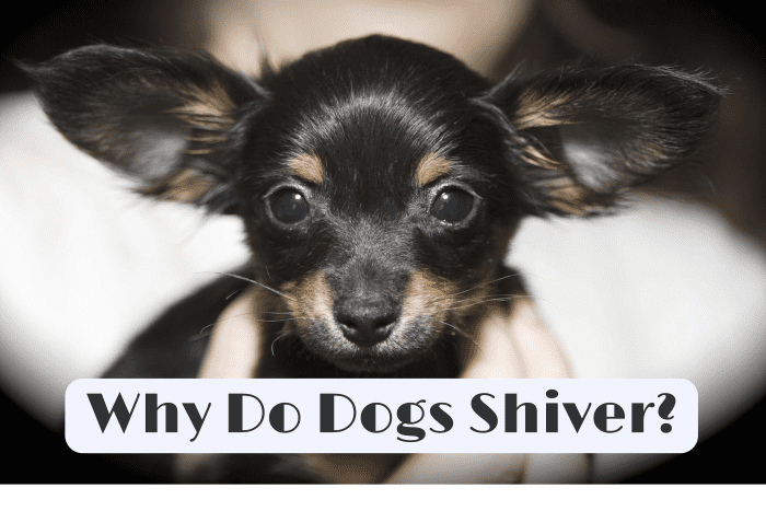 The Causes of Shivering in Dogs - HubPages