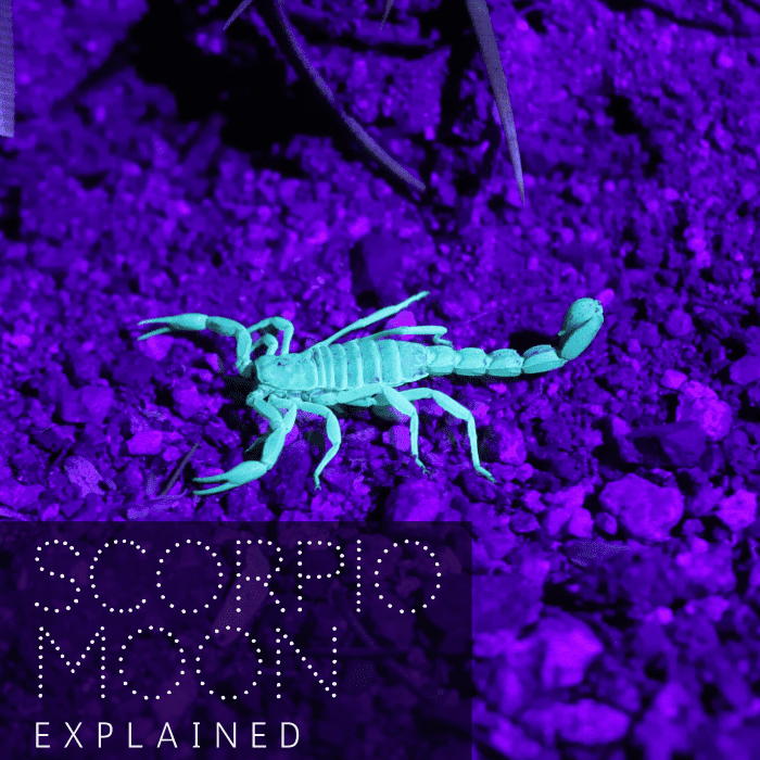 Moon in Scorpio Explained - HubPages