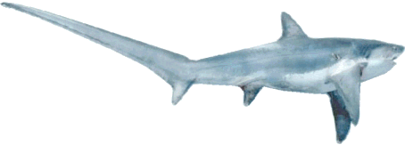 List of Types of Sharks in British Waters - HubPages