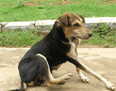 Understanding Dog Displacement Behaviors - HubPages