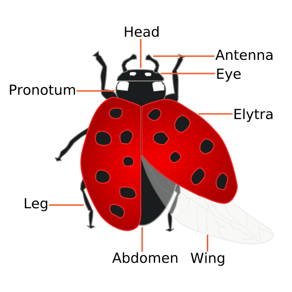 The Facts About How Ladybugs Help Humans - Dengarden