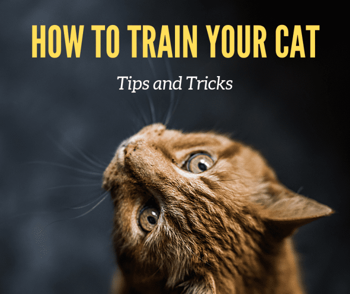 How to Train a Cat to Do Tricks - HubPages