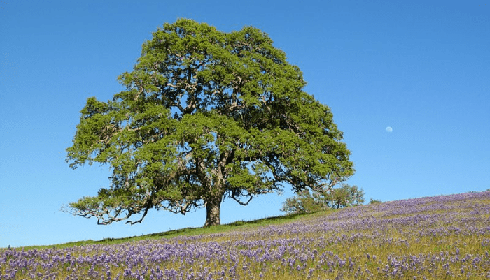 18 Catchy Aphorisms: Wisdom Expressed in Short Phrases - Owlcation