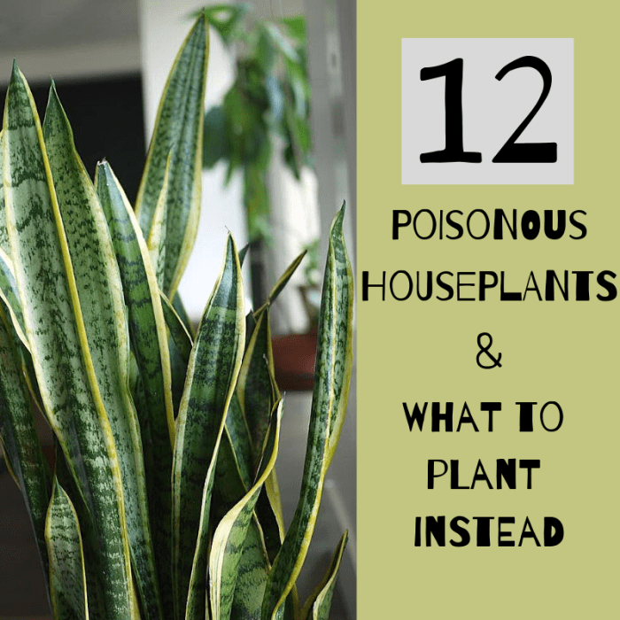 12 Poisonous Houseplants Their Health Effects And Safe Alternatives Dengarden