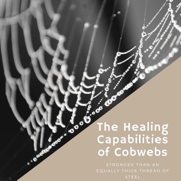 Survival Healing: Using Spider Webs on Wounds - RemedyGrove