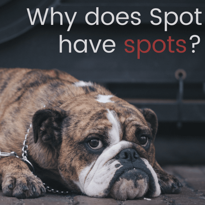 Causes of Petechiae in Dogs (Plus Diagnosis and Treatment) - HubPages