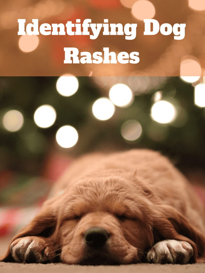 Can Dogs Get Chickenpox? Possible Causes of Your Dog's Rashes - HubPages