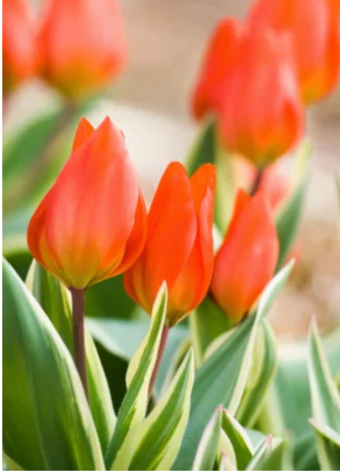 Species Tulips (Botanical Tulips) - Dengarden