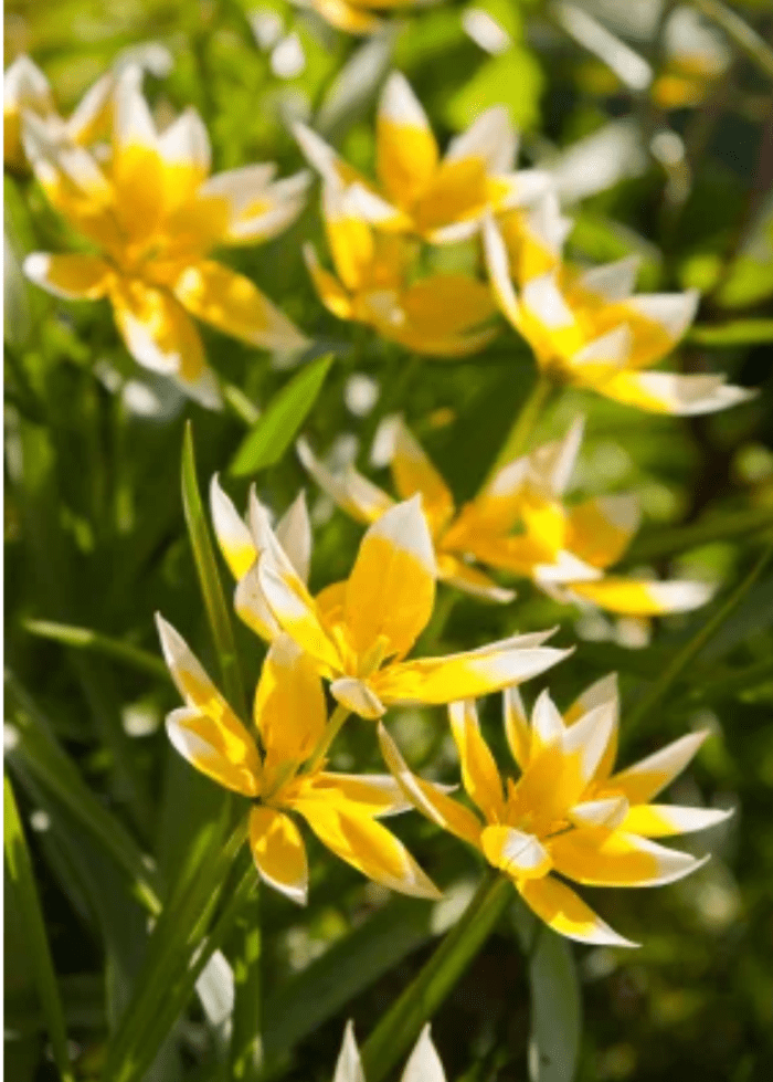 Species Tulips (Botanical Tulips) - Dengarden