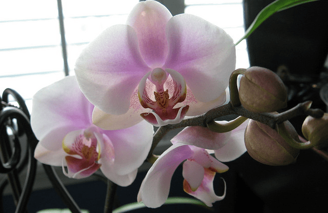 Lucky Plants and Bonsai: Good Feng Shui for Home and Work - Dengarden