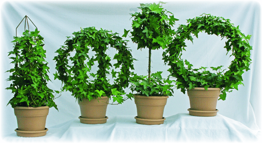 Mastering Basic Topiary Techniques - HubPages