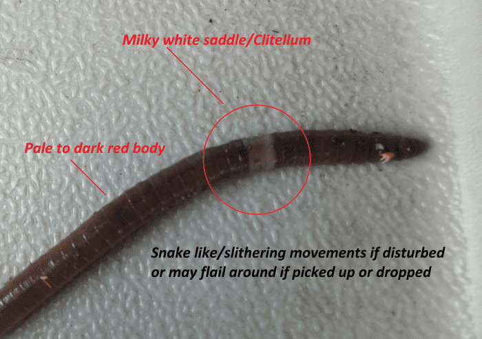 How to Identify an Alabama Jumper Composting Worm - HubPages