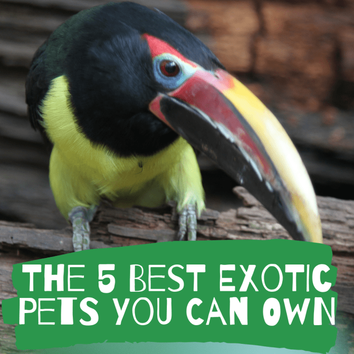 The 5 Best Exotic Pets You Can Own - HubPages
