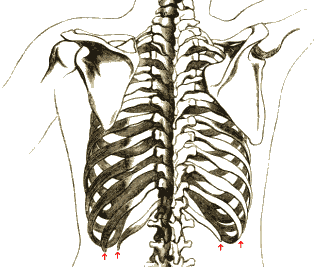 Dislocated Ribs: Symptoms, Treatment, and Causes - HubPages