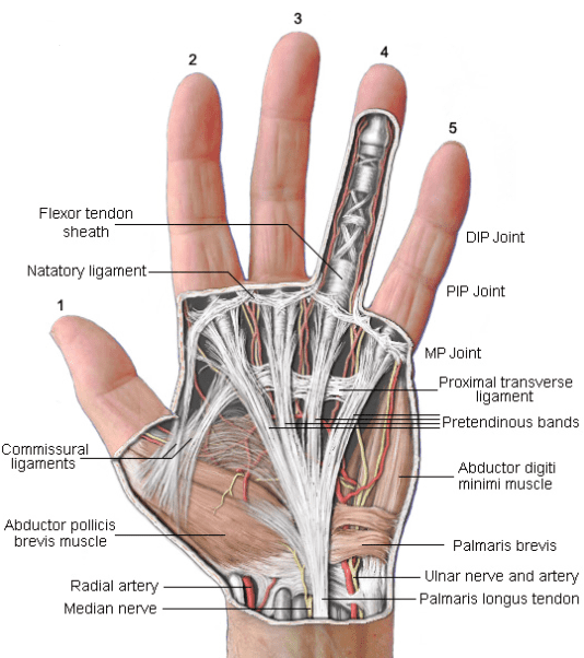Tendon Injuries of the Hand - HubPages
